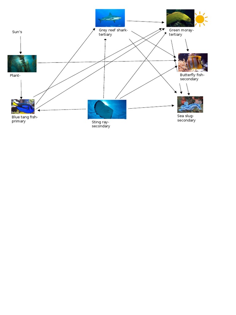 Food Web | PDF | Nature