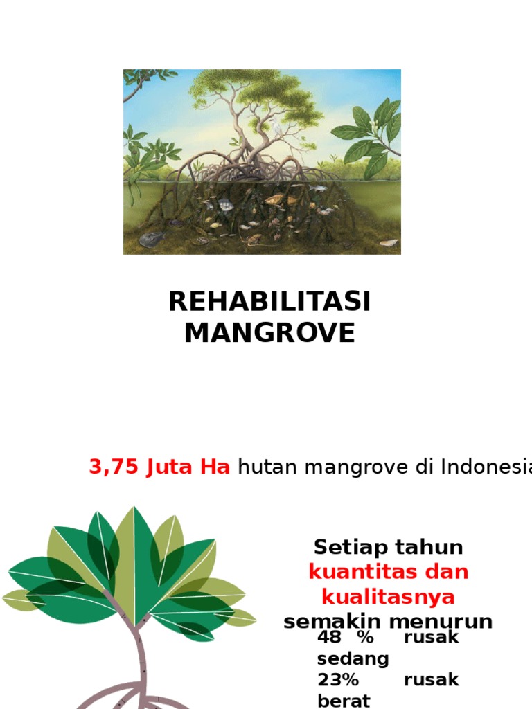 Rehabilitasi Mangrove | PDF