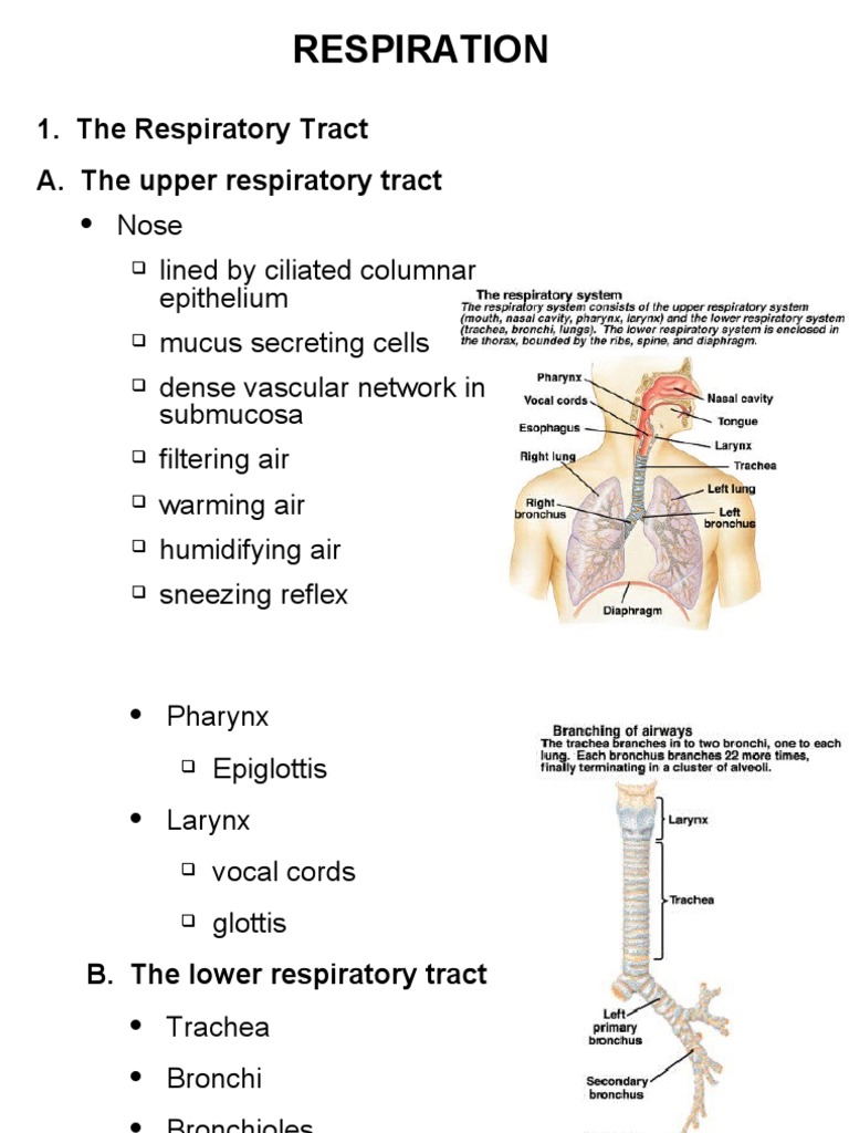 Respiration: 1. The Respiratory Tract A. The Upper Respiratory Tract ...