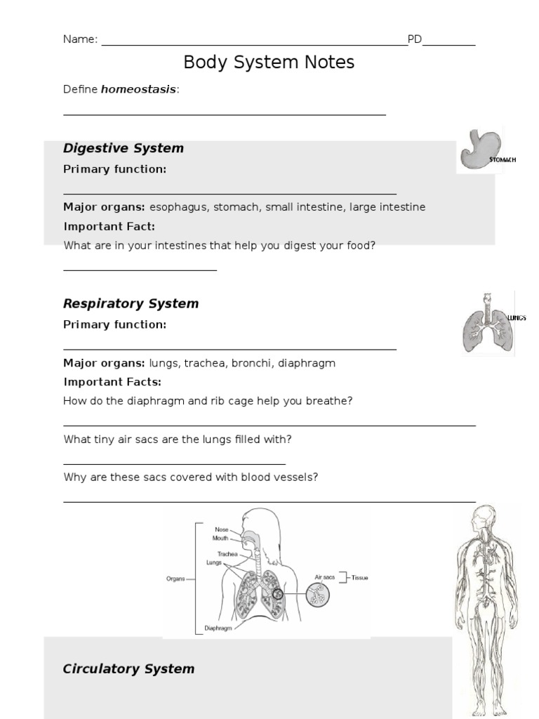 2013 Body Systems Notes | PDF | Lung | Gastrointestinal Tract