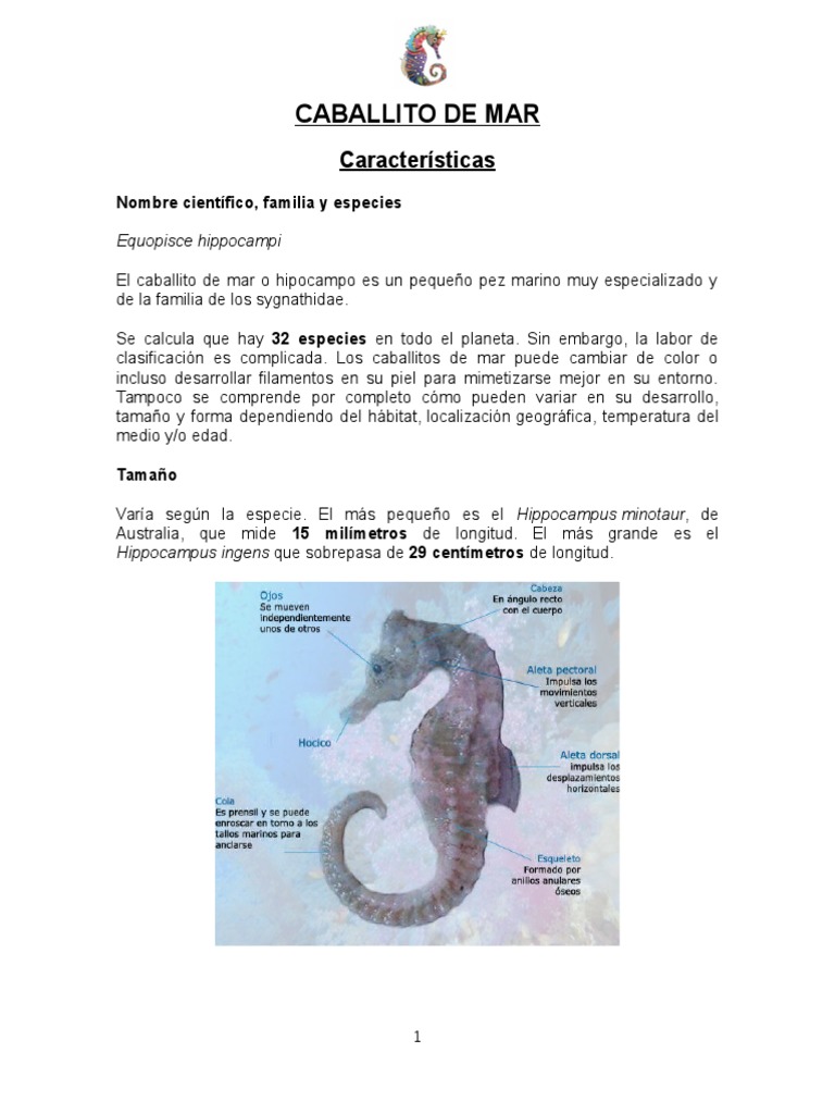 Caballito de Mar | PDF | Organismos | Naturaleza