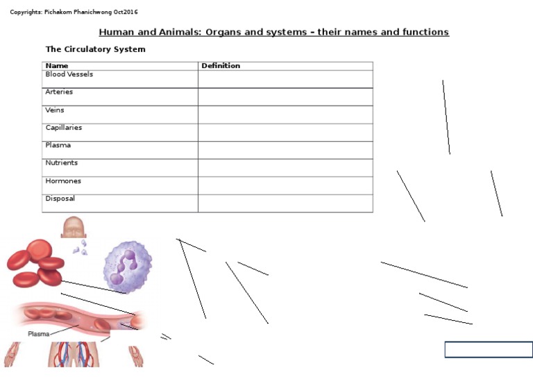 Human and Animals: Organs and Systems - Their Names and Functions | PDF