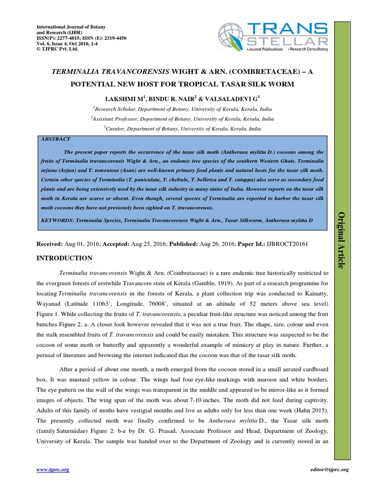 Ijbr-Terminalia Travancorensis Wight & Arn. - Combretaceae - A ...