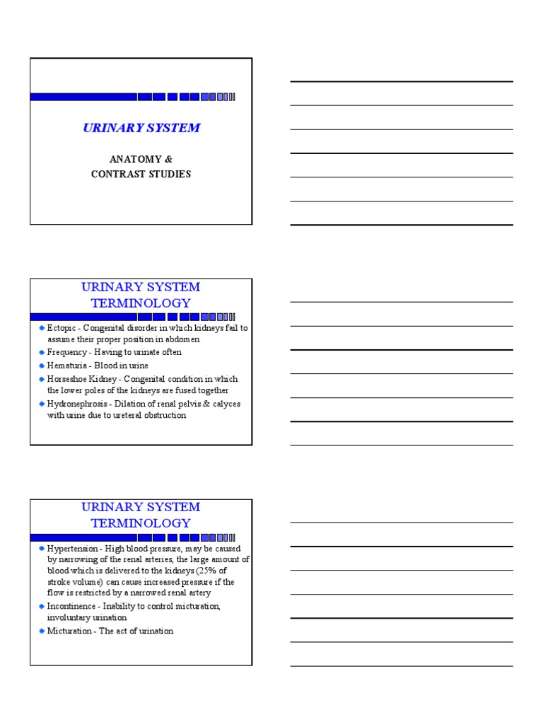 Urinary System Terminology | Download Free PDF | Kidney | Urinary System
