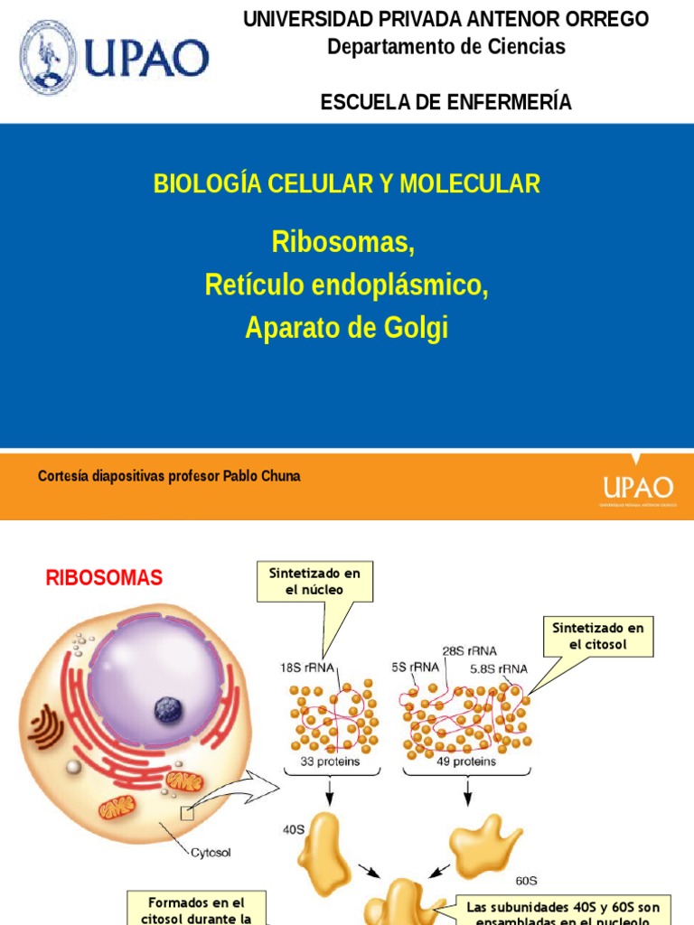 Ribosomas, RE, AG | PDF | Retículo endoplásmico | Biología estructural