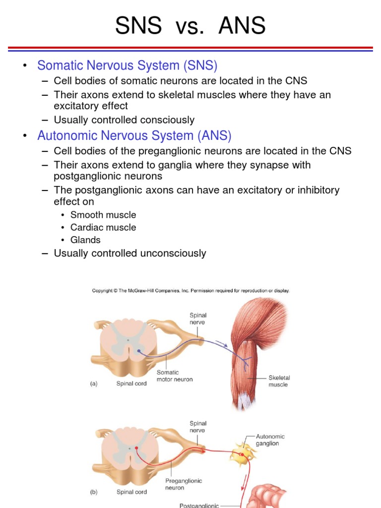 Sns vs. Ans: Somatic Nervous System (SNS) | PDF | Autonomic Nervous ...