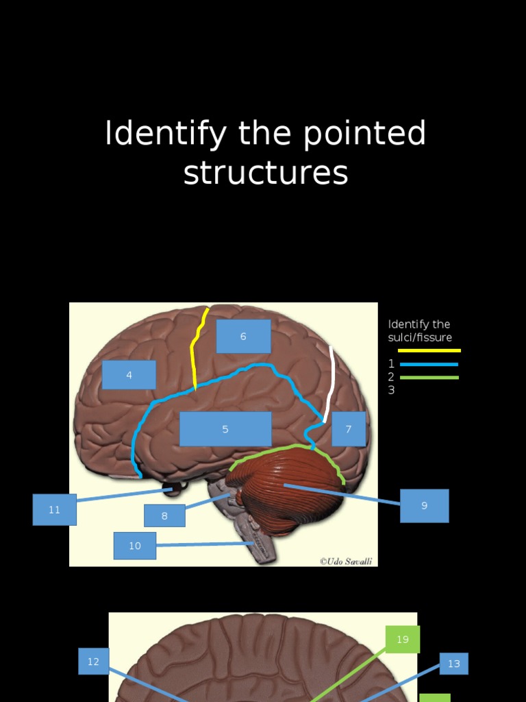 Brain Structures and Functions Quiz | PDF
