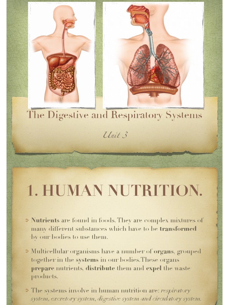 BG3-3-The Digestive and Respiratory Systems | PDF | Human Digestive ...