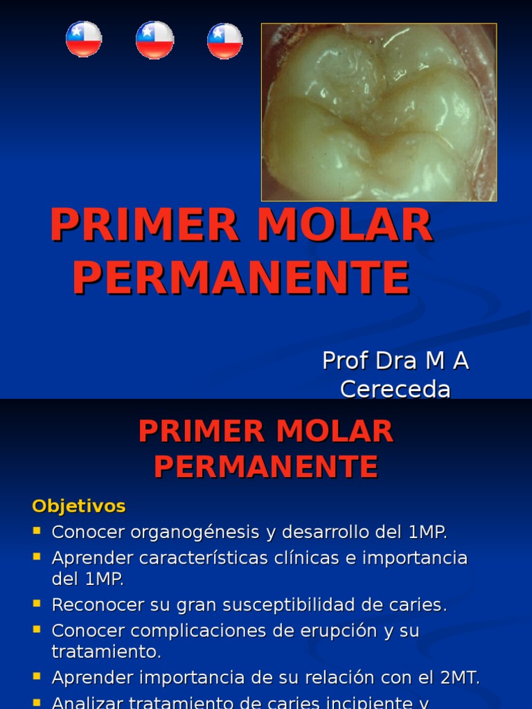 Primer Molar Permanent | Esmalte de dientes | Boca