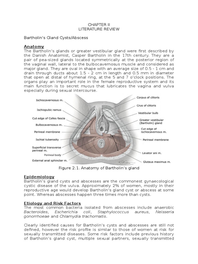 Bartholin's Gland Cysts: Review & Treatment | PDF | Medical Specialties ...