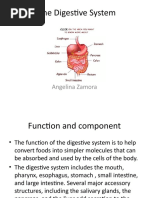 Digestive System Grade 8 Lecture | PDF | Digestion | Stomach