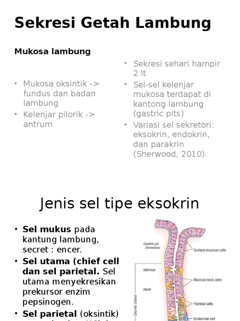Sekresi Getah Lambung | PDF