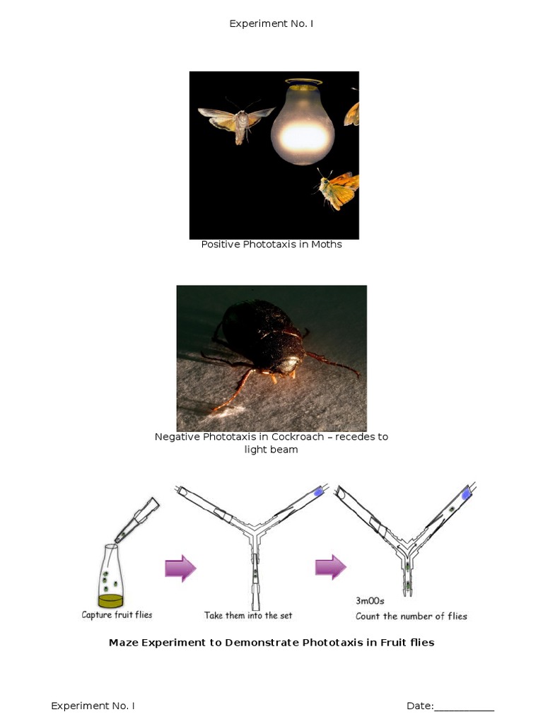 Phototaxis Behavior in Insects | PDF | Electromagnetic Radiation | Light