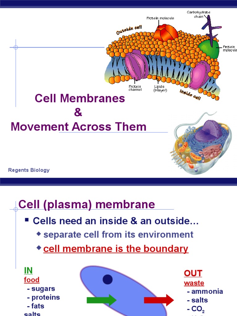Cell Membranes & Movement Across Them: Regents Biology | PDF | Cell ...