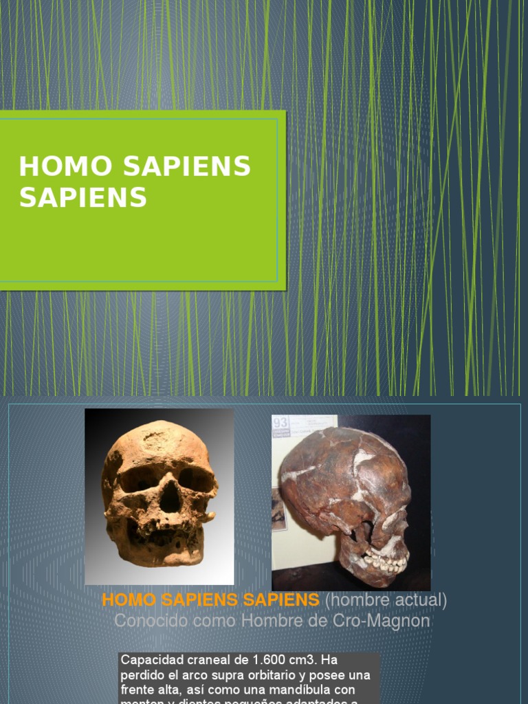 Homo Sapiens Sapiens | PDF
