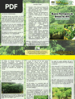 Pasto Buffel. Pennisetum Ciliare (L.) | PDF | Siembra | Aluminio