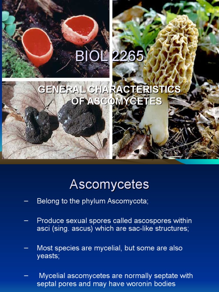 Characteristics of Ascomycetes | PDF | Organisms | Microbiology
