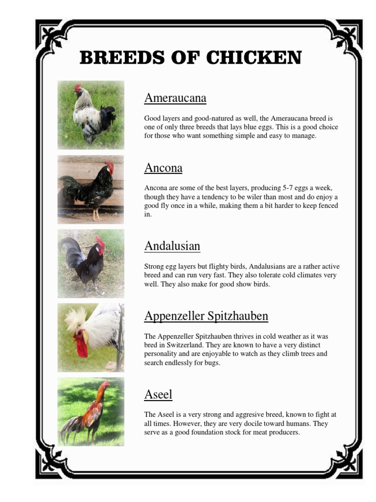 Chicken Breeds | PDF | Chicken | Birds