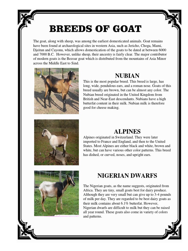 Breeds of Goat | PDF | Goat | Wool