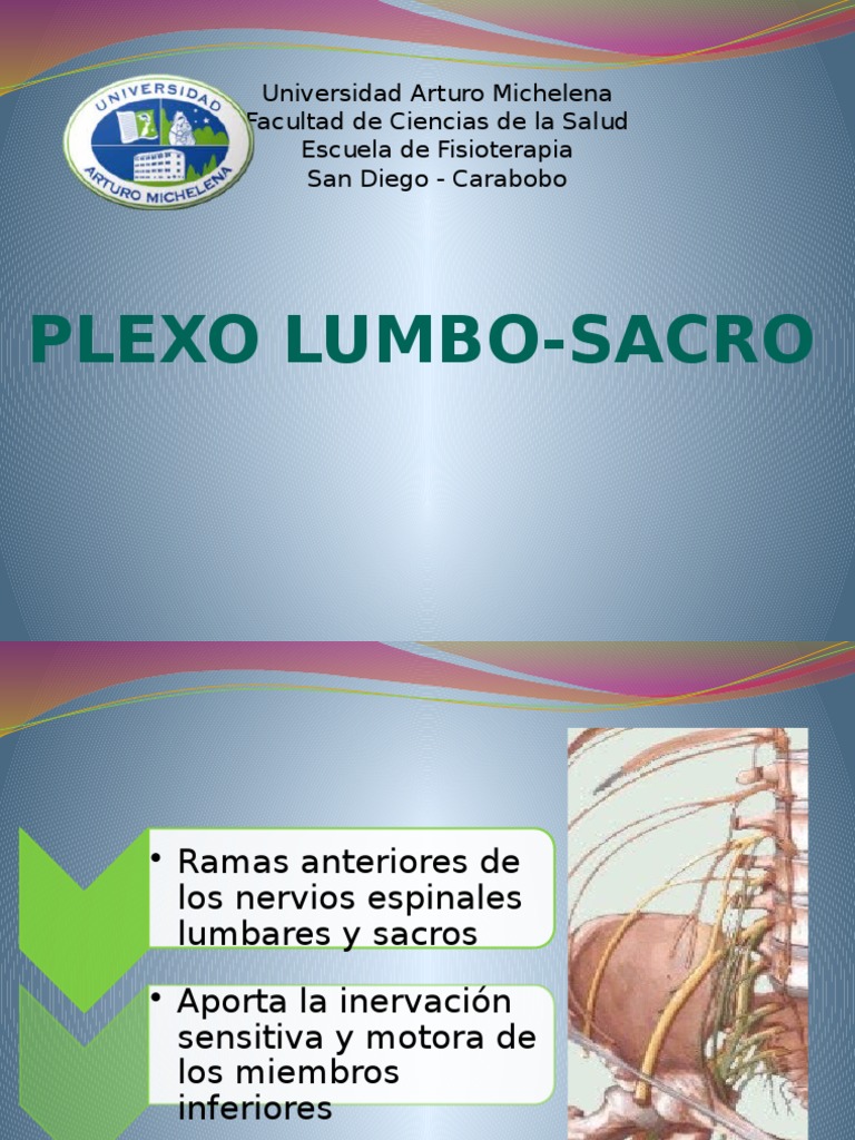 Plexo Lumbosacro (1) Listo | PDF | Extremidades (anatomía) | Anatomía del miembro inferior