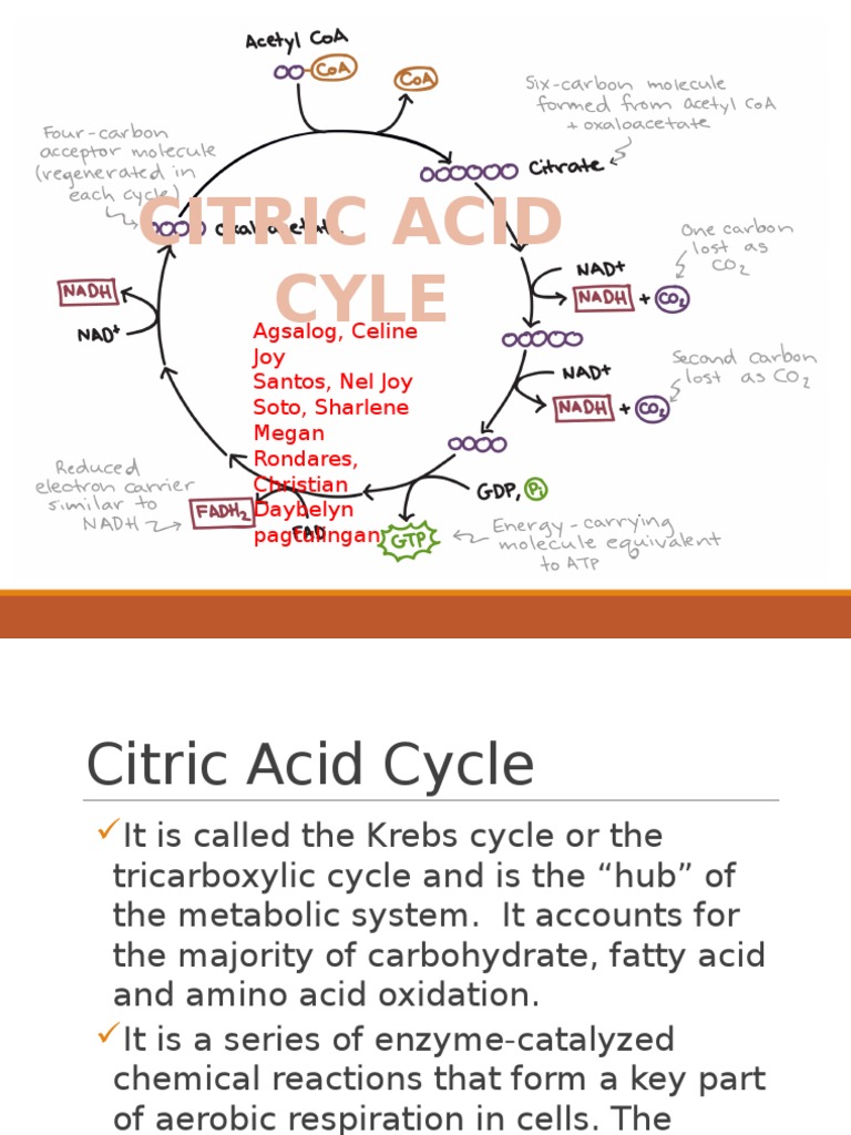 Understanding the Citric Acid Cycle | PDF | Citric Acid Cycle | Diet ...