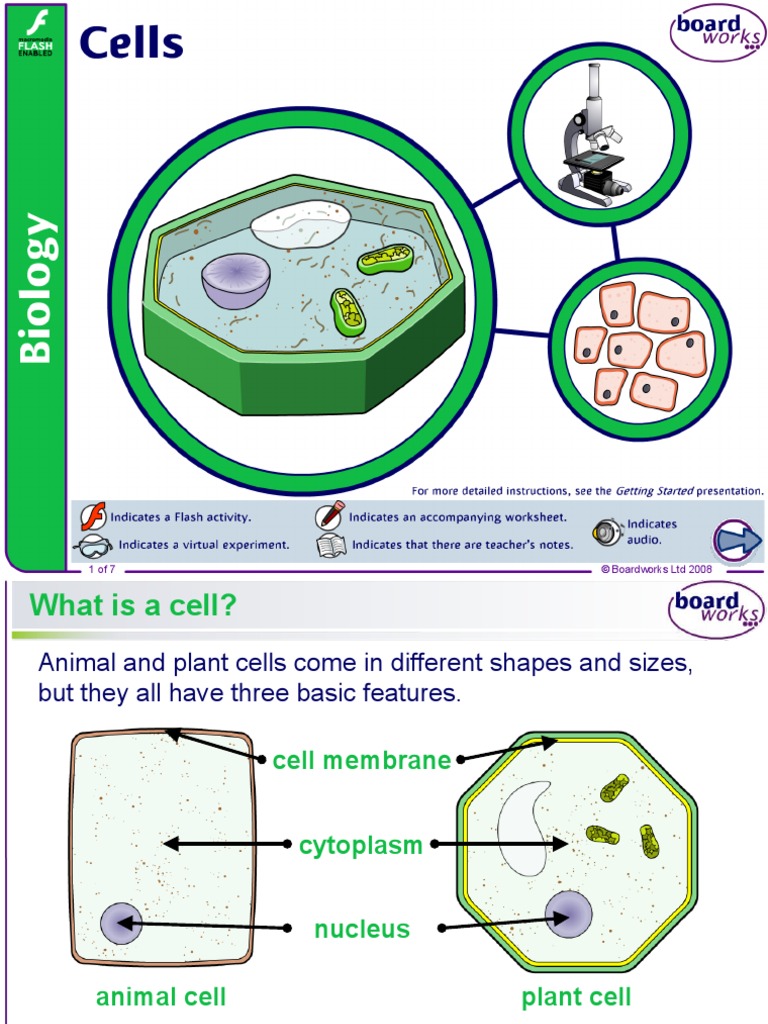 Cells | PDF