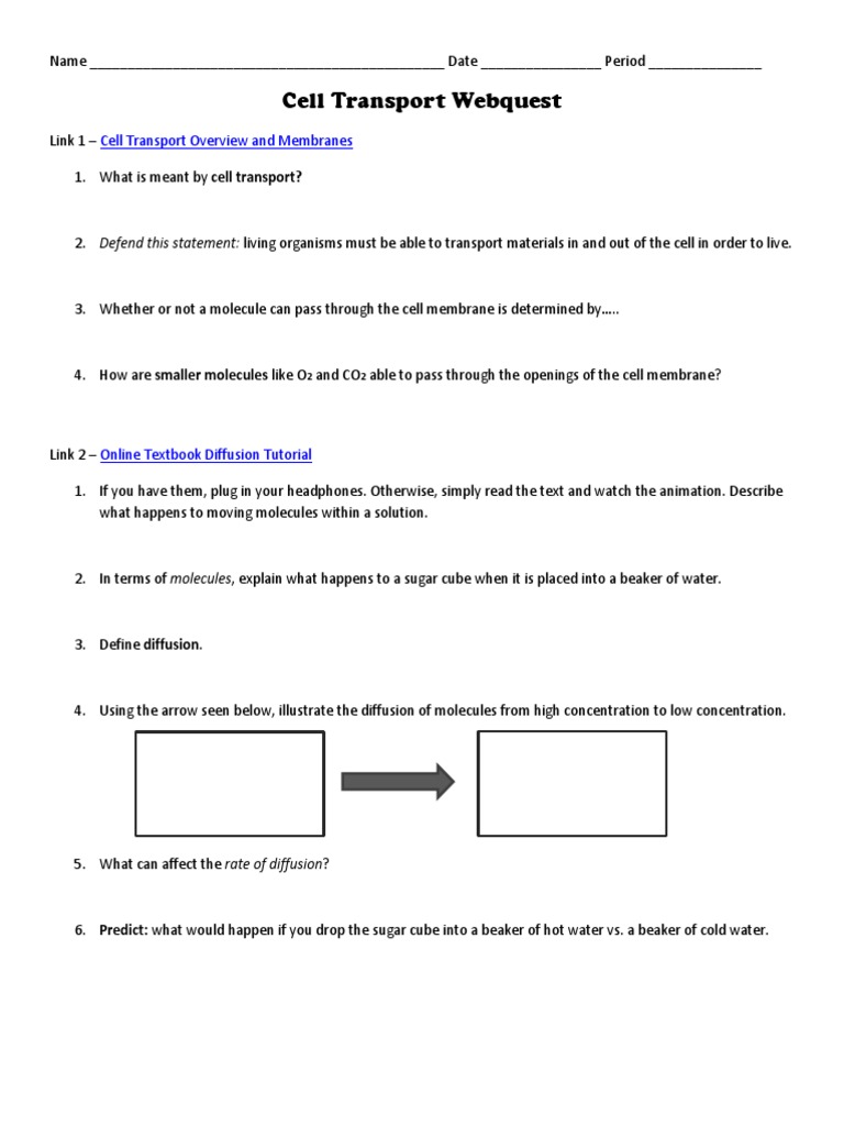 Cell Transport Webquest 2 | PDF | Osmosis | Biochemistry