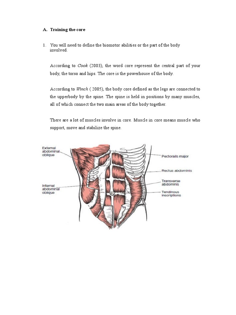 Training The Core | PDF | Strength Training | Muscle