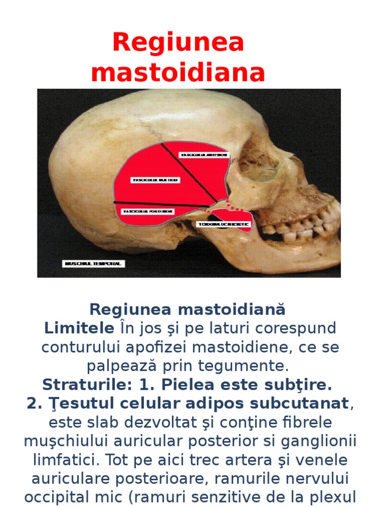Regiunea Mastoidiana | PDF