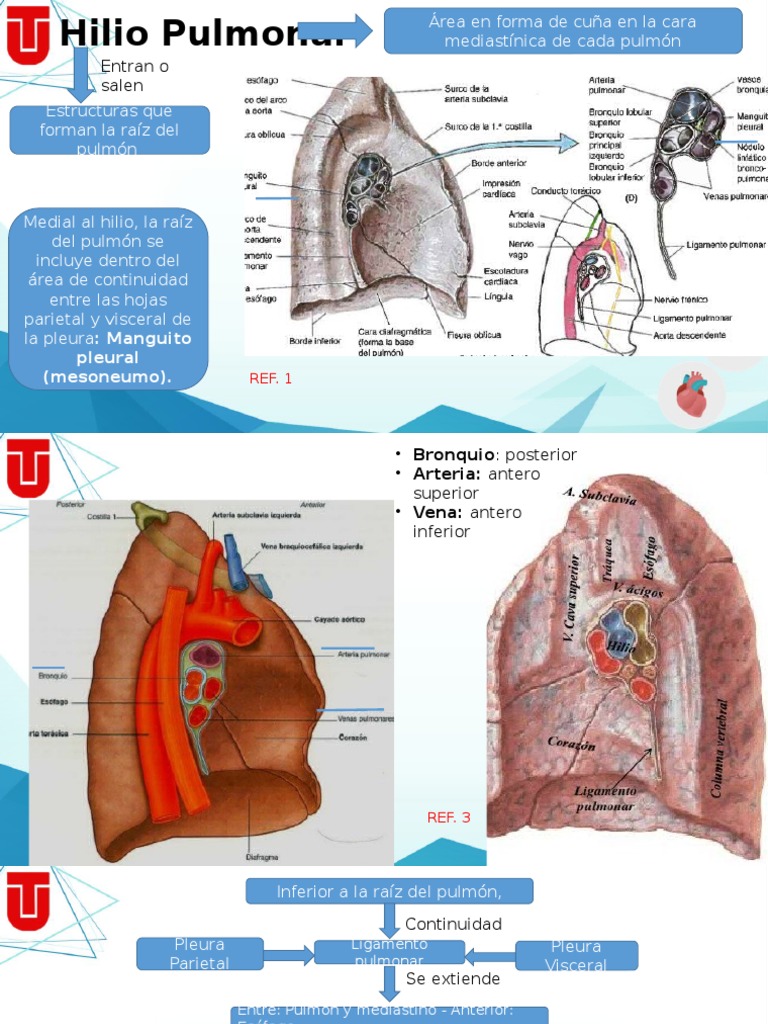 Hilio Pulmonar | PDF