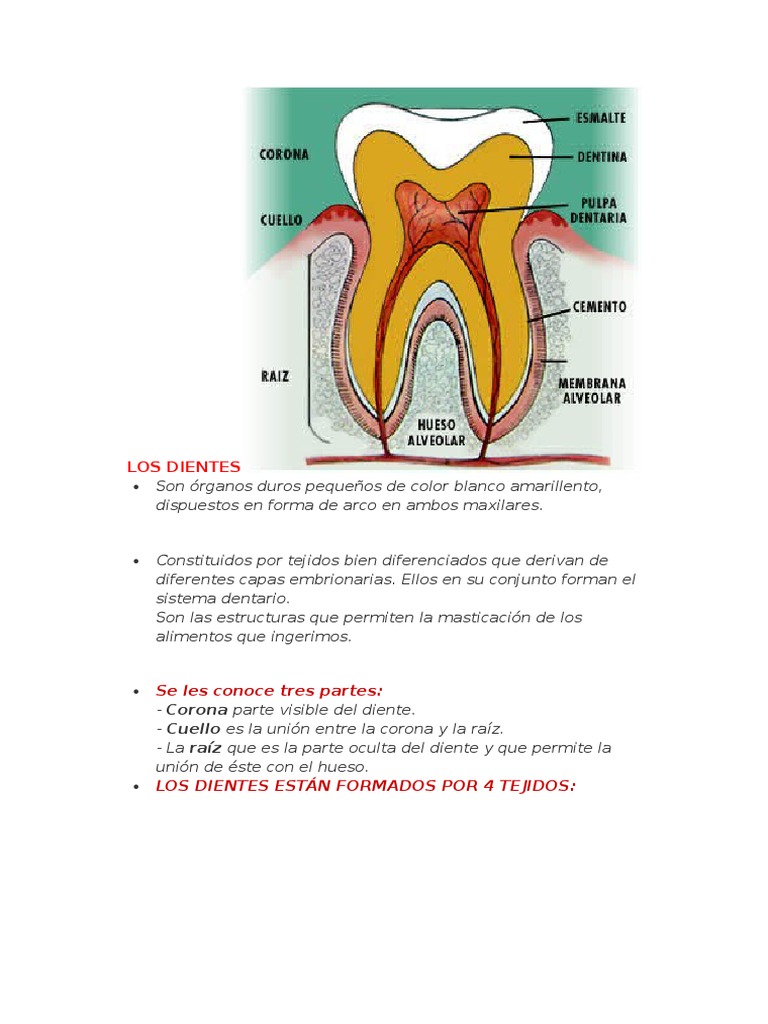 La estructura y función de los dientes | PDF | Diente humano | Anatomia ...