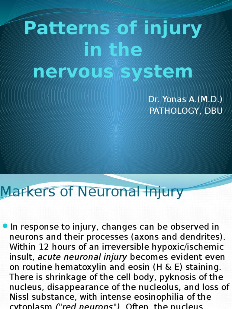 Patterns of Injury in The | PDF | Neuroanatomy | Organ (Anatomy)