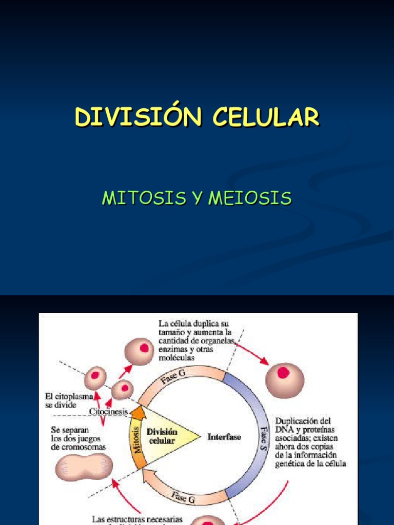División Celular | PDF | Métodos y materiales de enseñanza