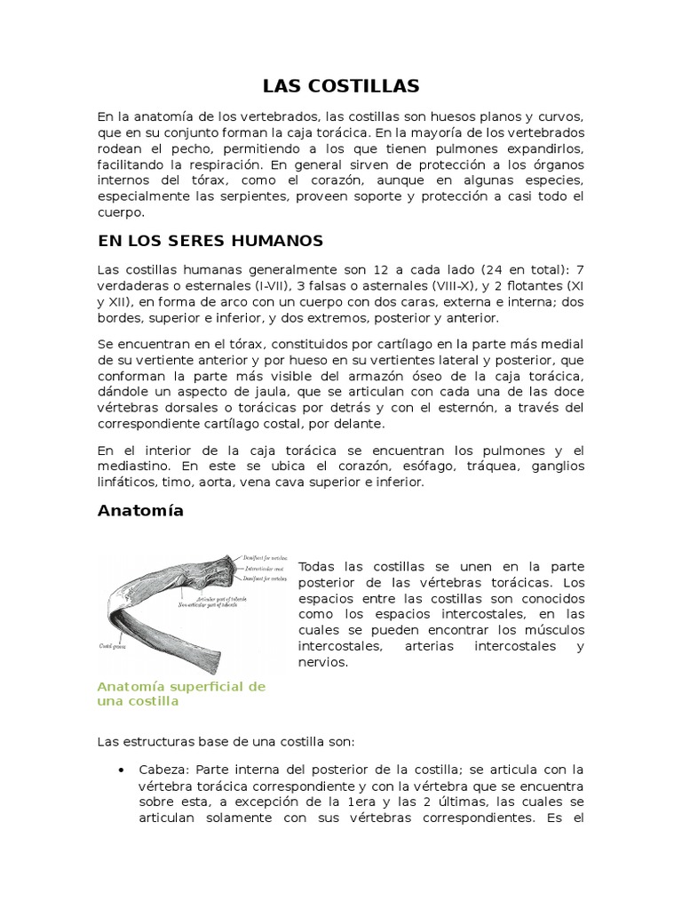 Las Costillas | PDF | Anatomía humana | Tórax (anatomía humana)