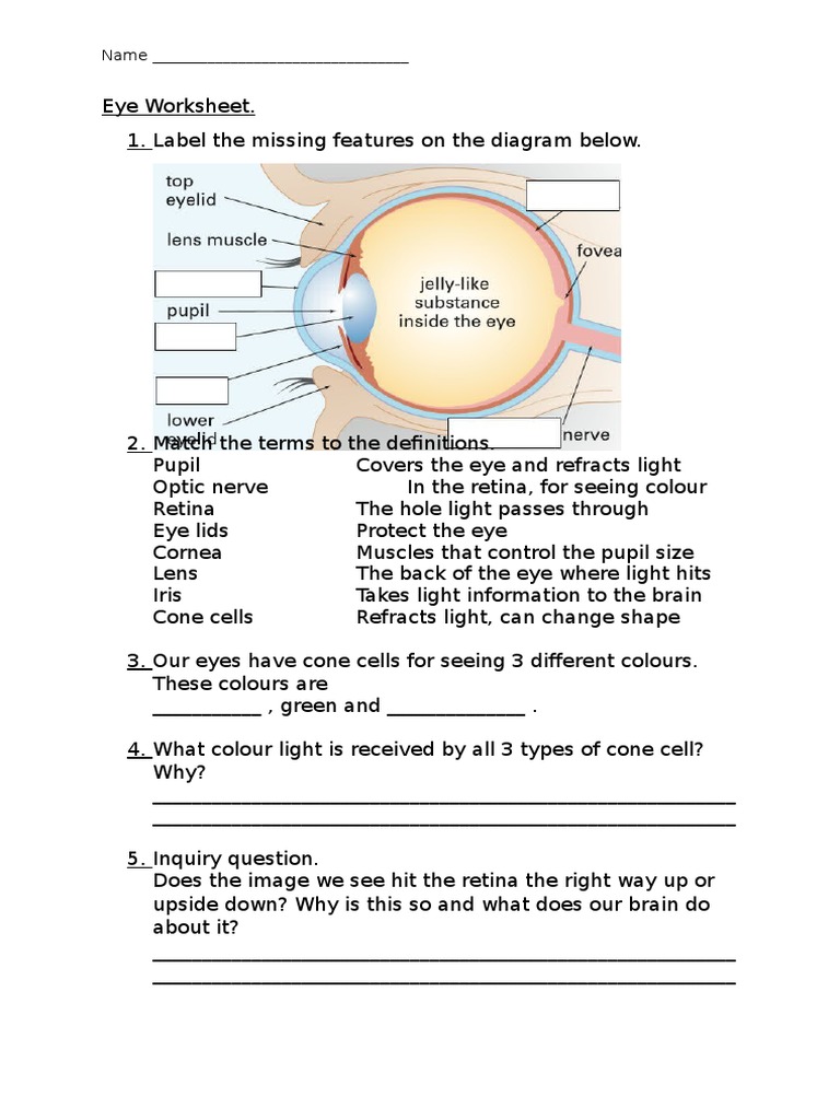 Eye Worksheet | PDF