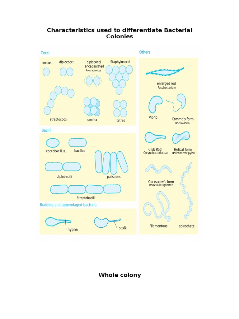 Characteristics Used To Differentiate Bacterial Colonies | PDF