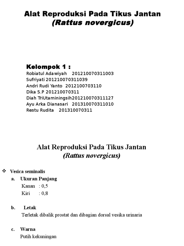 Alat Reproduksi Pada Tikus Jantan (Rattus Novergicus | PDF