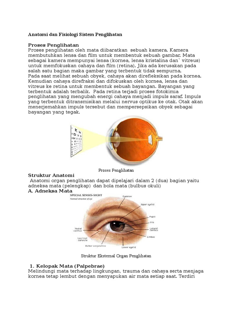 Anatomi Dan Fisiologi Sistem Penglihatan | PDF