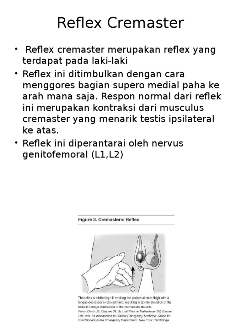 Reflex Cremaster | PDF