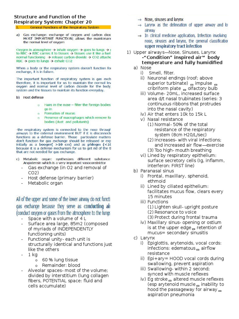 Structure and Function of The Respiratory System: Chapter 20 | PDF ...