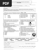 Prueba sobre sistemas óseo, muscular y nervioso | PDF | Hueso | Sistema ...