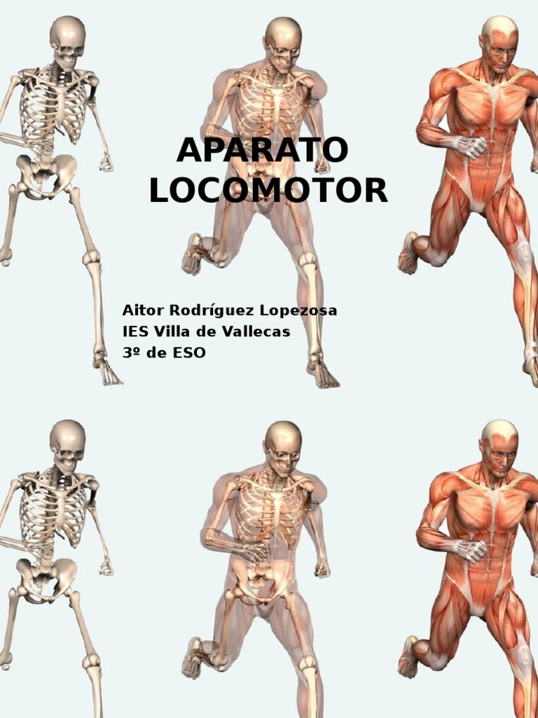 Aparato Locomotor