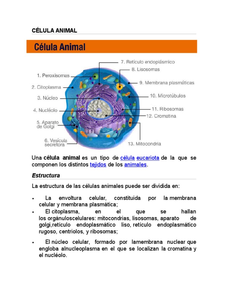 Album Celula Animal y Vegetal | PDF | Citoplasma | Biología Celular)