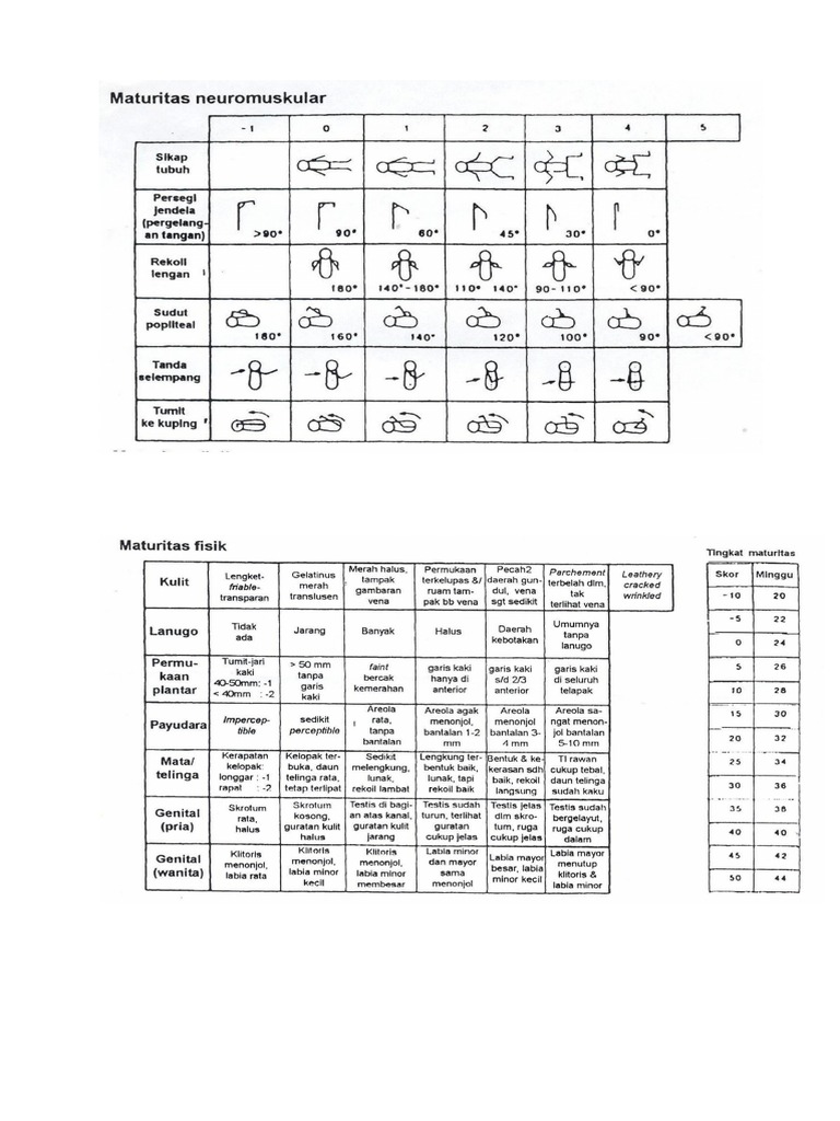 New Ballard Score | PDF