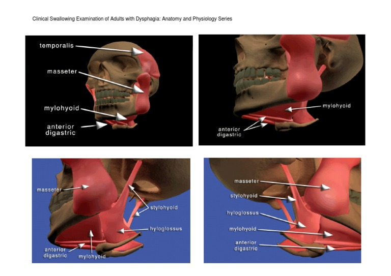 Clinical Swallowing Examination of Adults With Dysphagia: Anatomy and ...