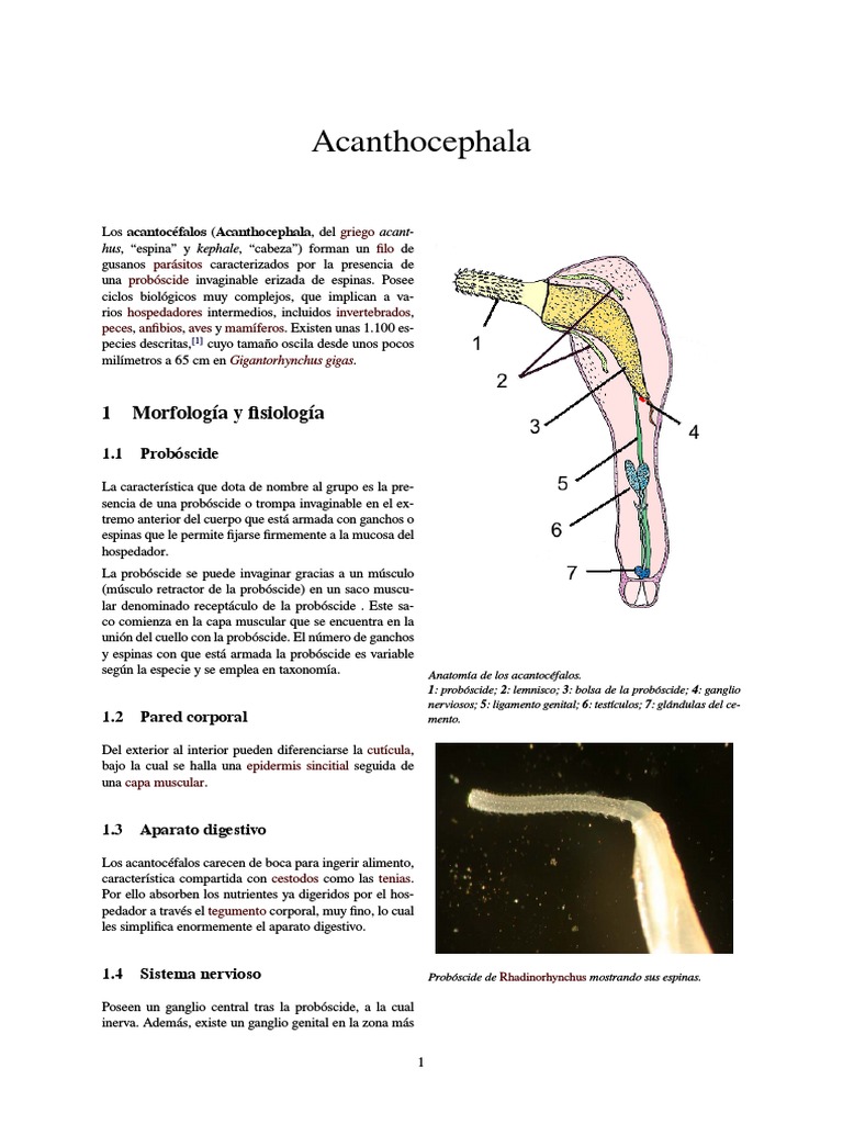 Morfología y ciclo de vida de Acanthocephala | PDF | Zoología | Parásitos