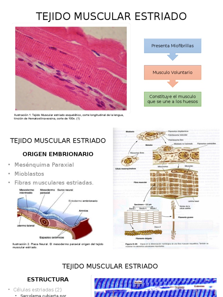 Musculo Estriado | PDF