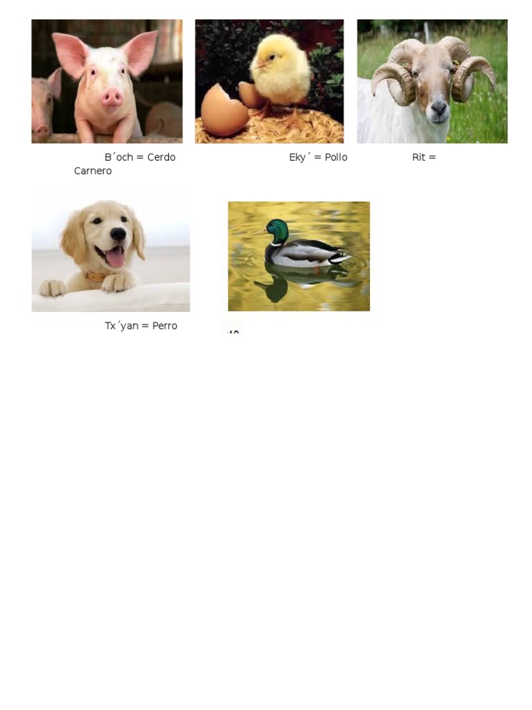 Animales de La Granja en Mam | PDF