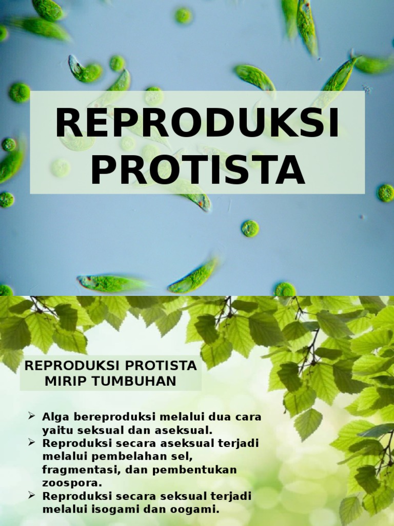 Reproduksi Protista: Aseksual dan Seksual | PDF