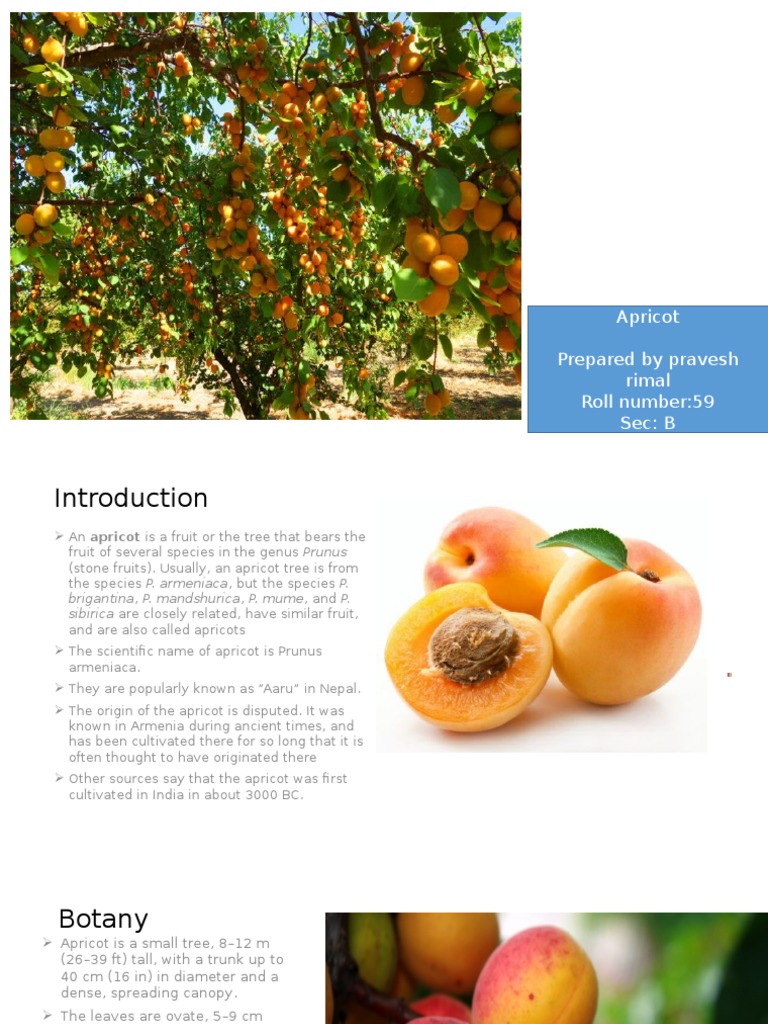 Apricot | PDF | Apricot | Ethnobotany